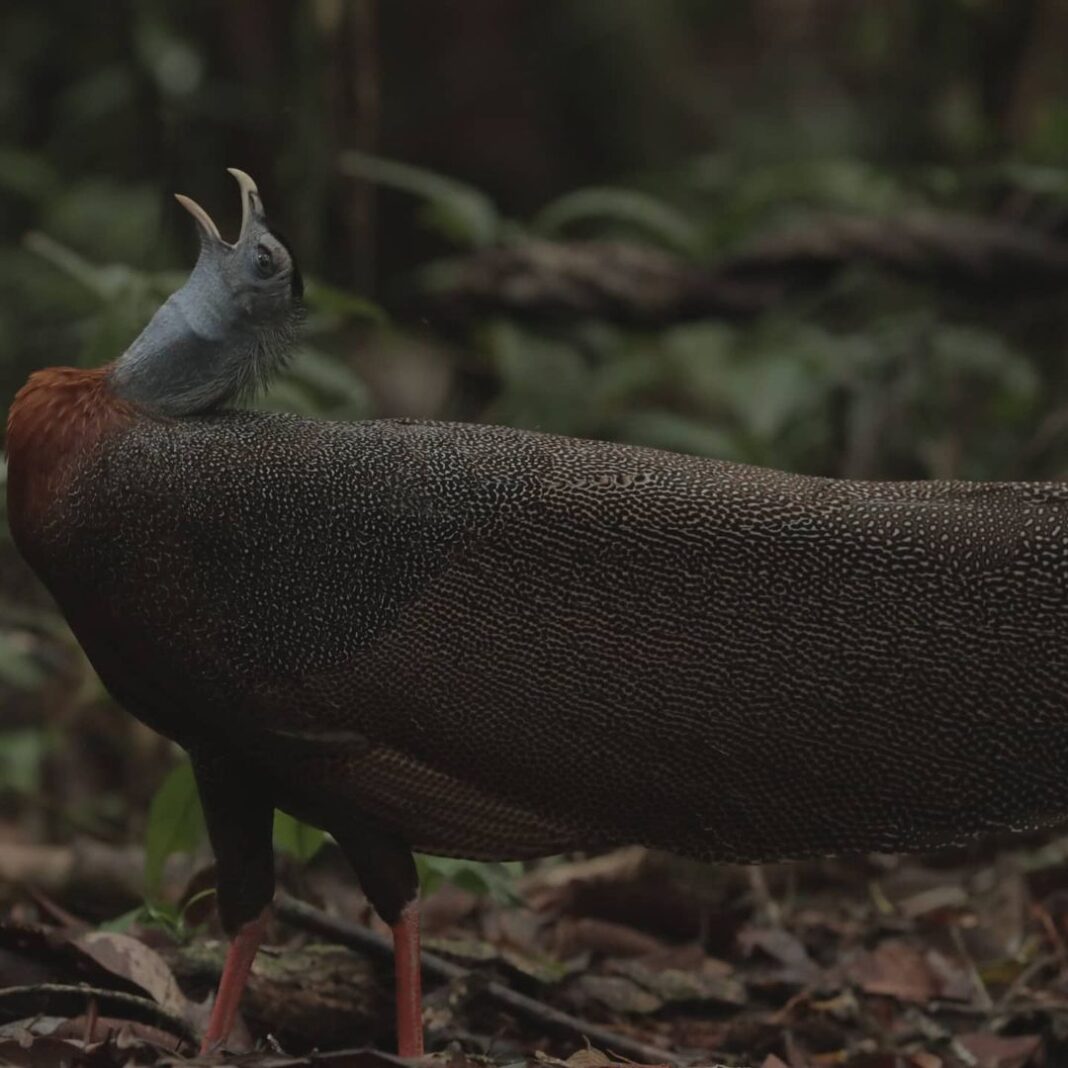 Berjumpa dengan Burung Ruai di Taman Nasional Gunung Palung | MONGA