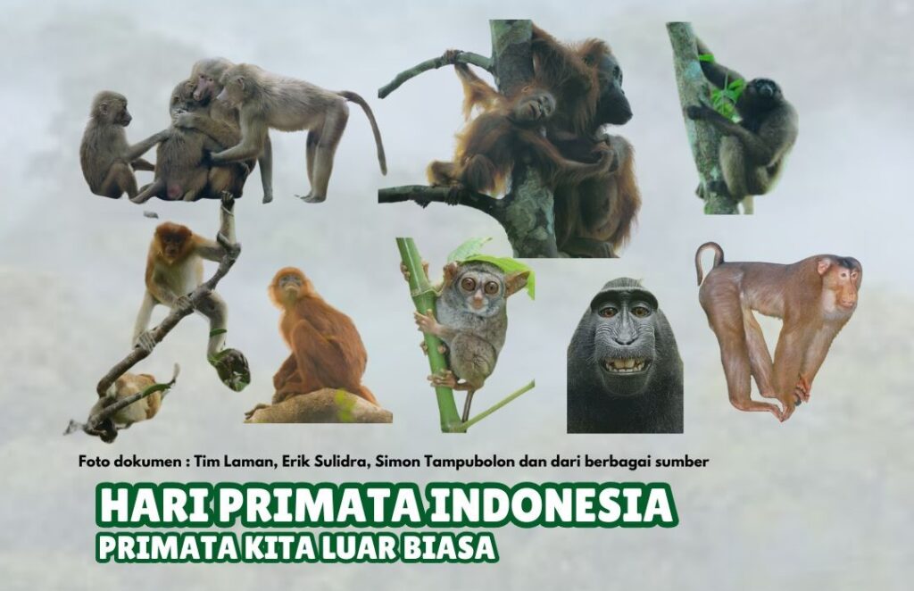 Selamat Hari Primata Indonesia, Primata Kita Luar Biasa | MONGA